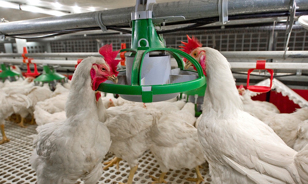 Vencopan male feeder - Vencomatic Group